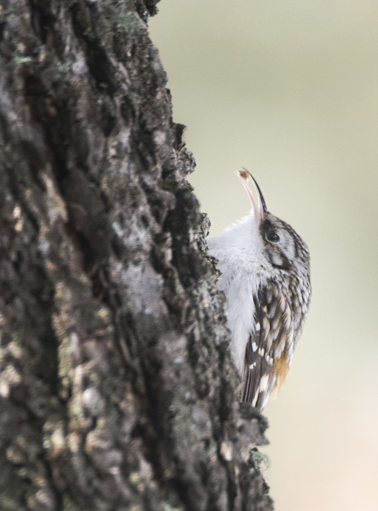 Little Creeper – nature has no boss