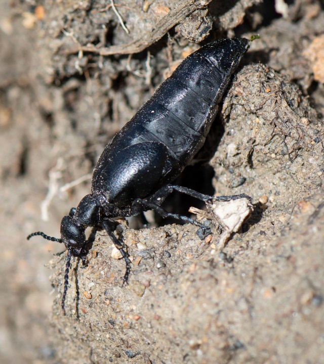 American Black Oil Beetle-Meloe americanus – nature has no boss