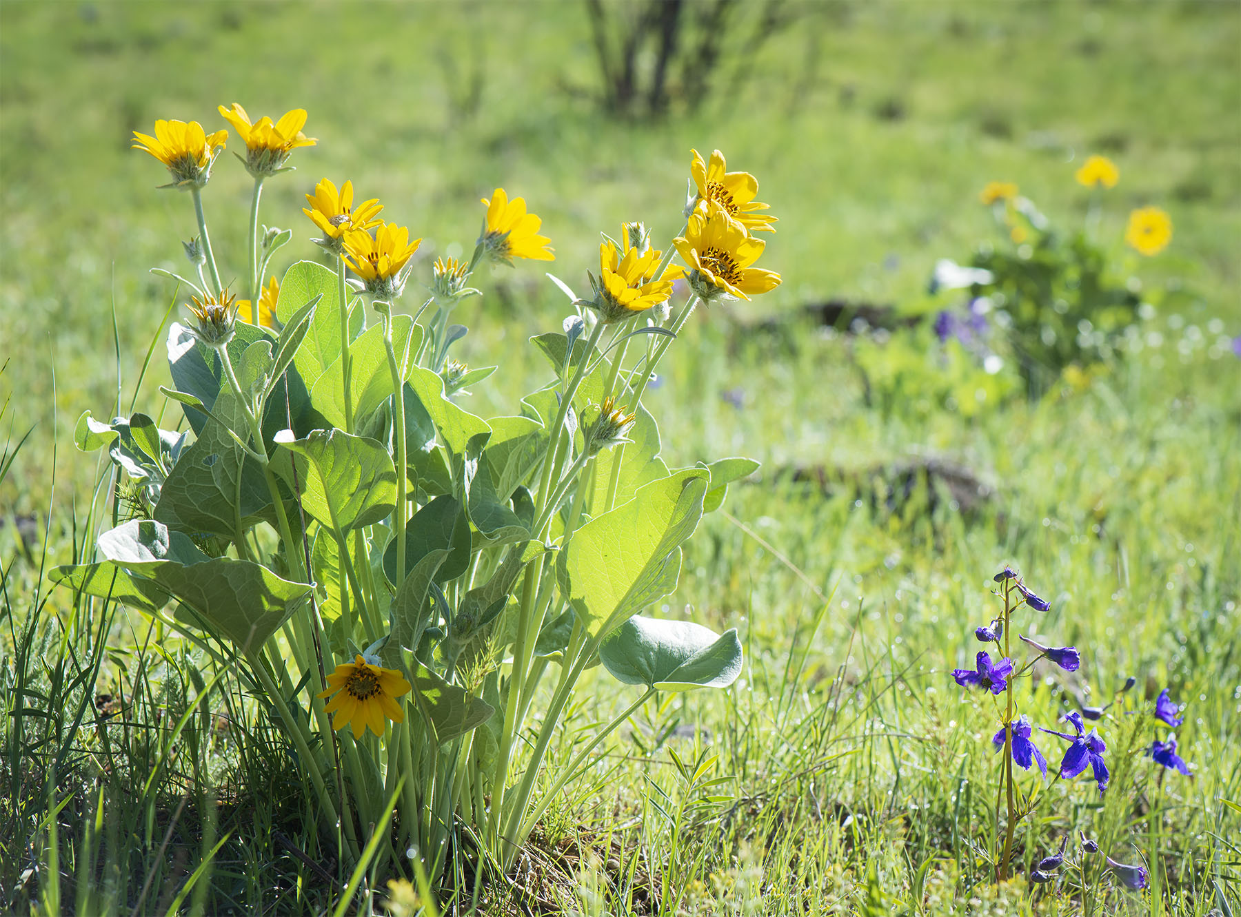 Arrowleaf Balsamroot: Balsamorhiza sagittata – nature has no boss