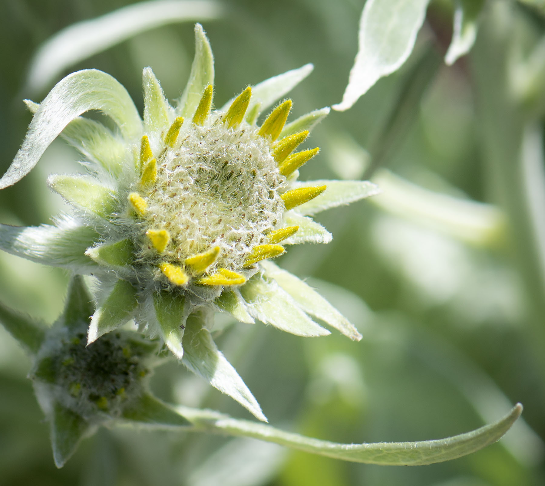 Arrowleaf Balsamroot: Balsamorhiza sagittata – nature has no boss