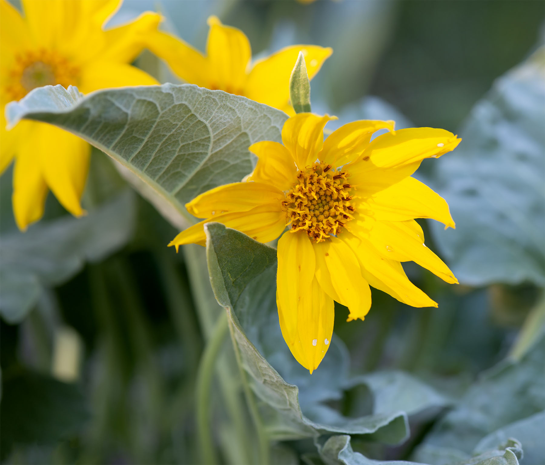 Arrowleaf Balsamroot: Balsamorhiza sagittata – nature has no boss