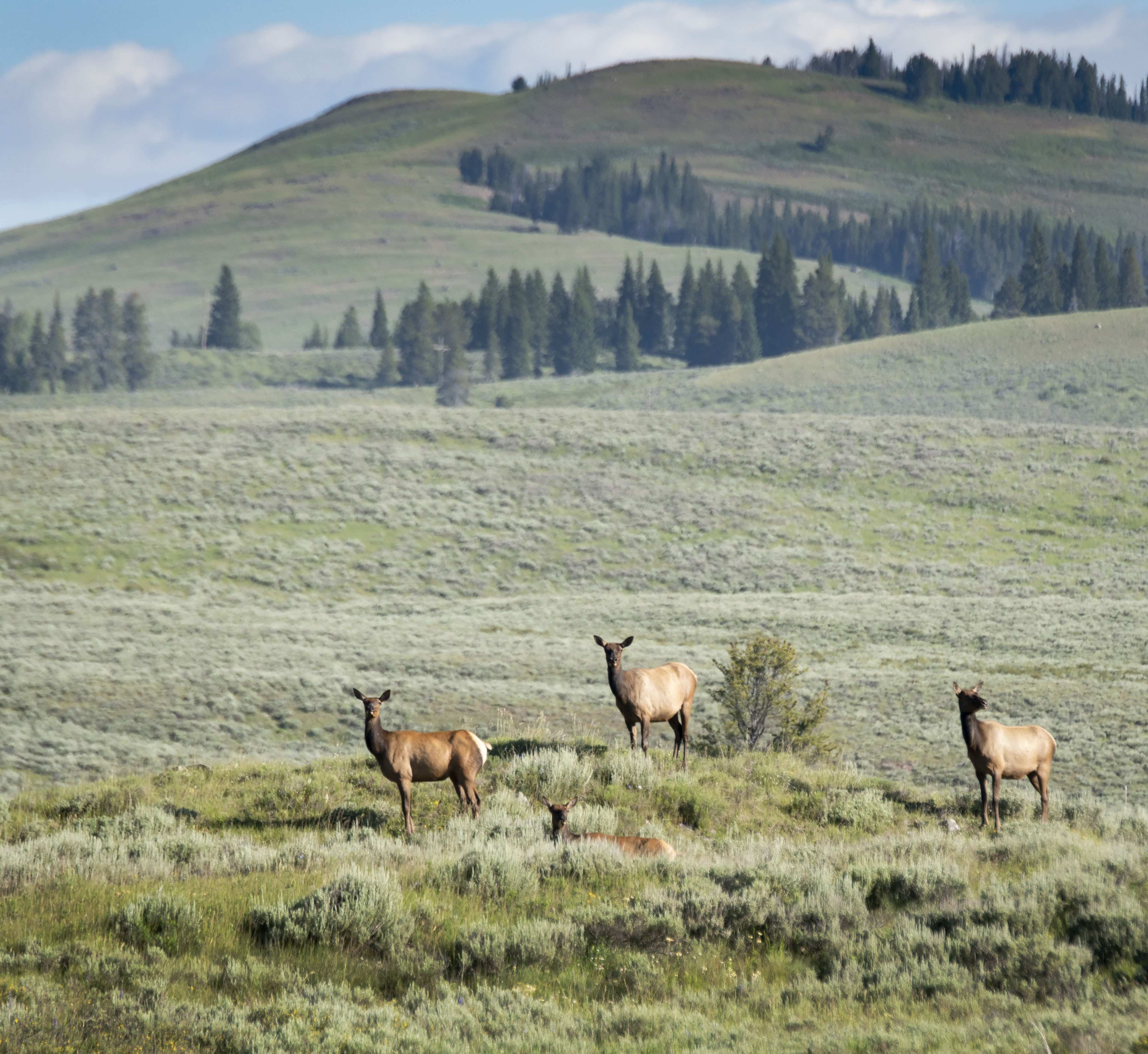 Across open spaces – nature has no boss