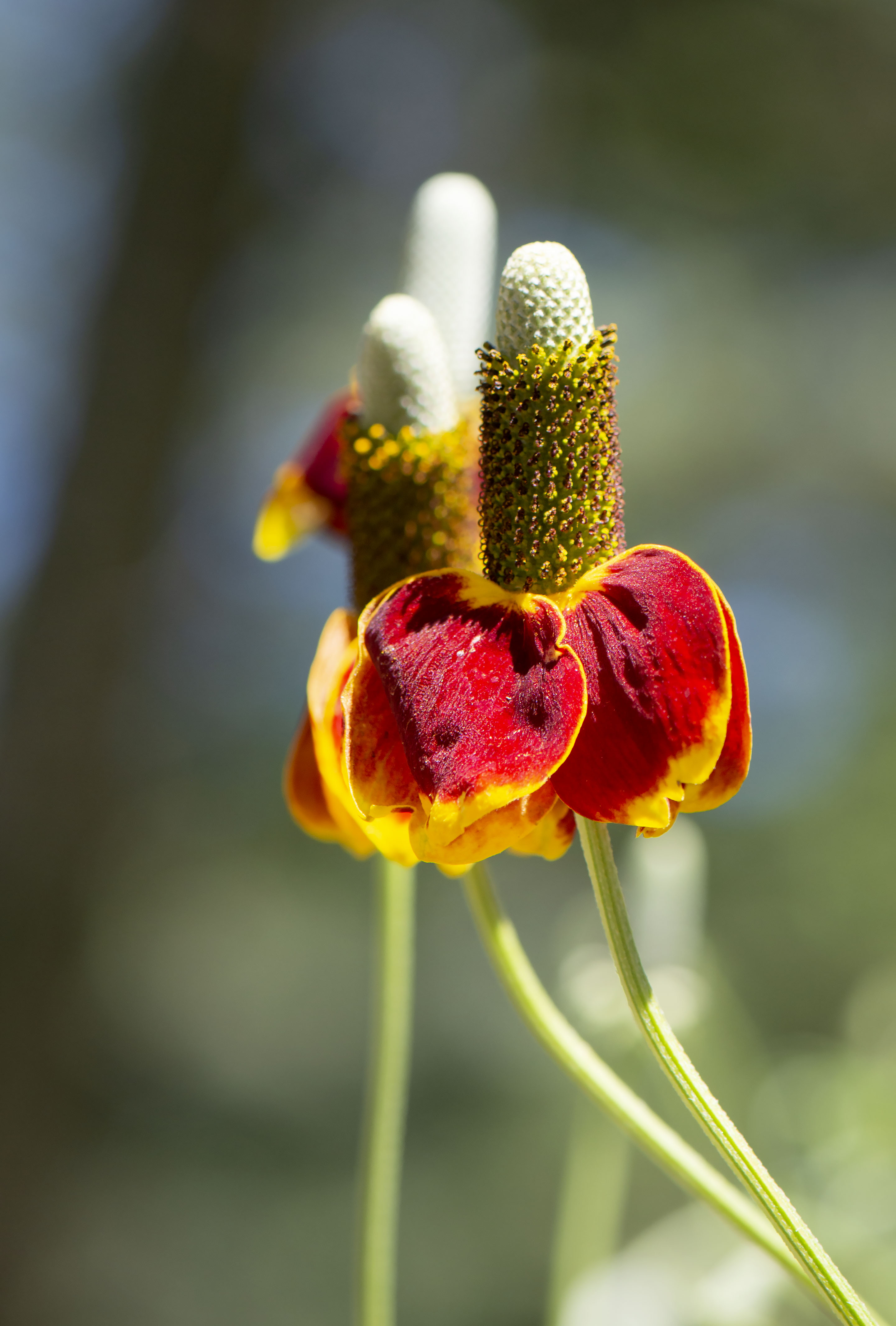 Ratibida columnifera: Mexican Hats – nature has no boss