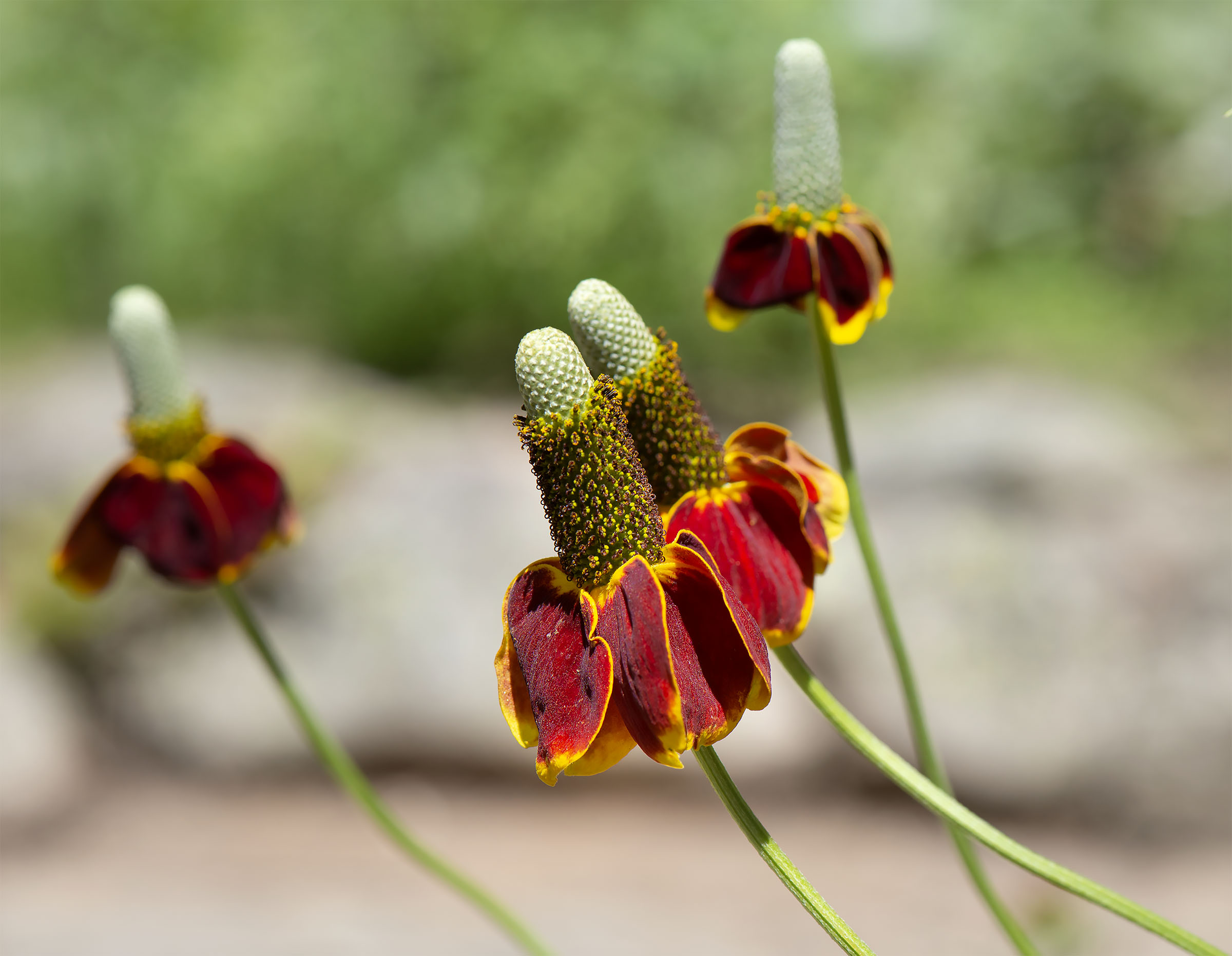 Ratibida columnifera: Mexican Hats – nature has no boss