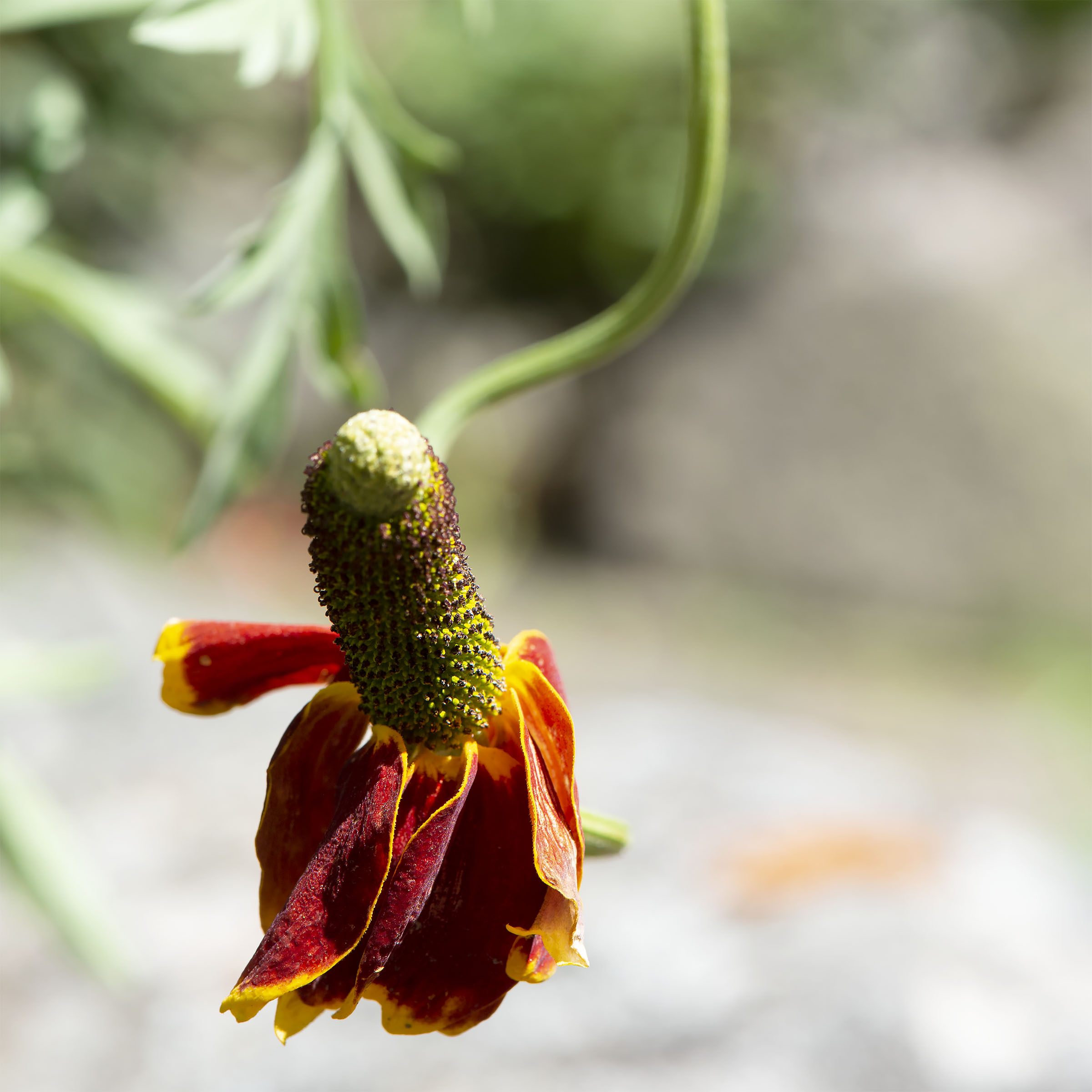 Ratibida columnifera: Mexican Hats – nature has no boss