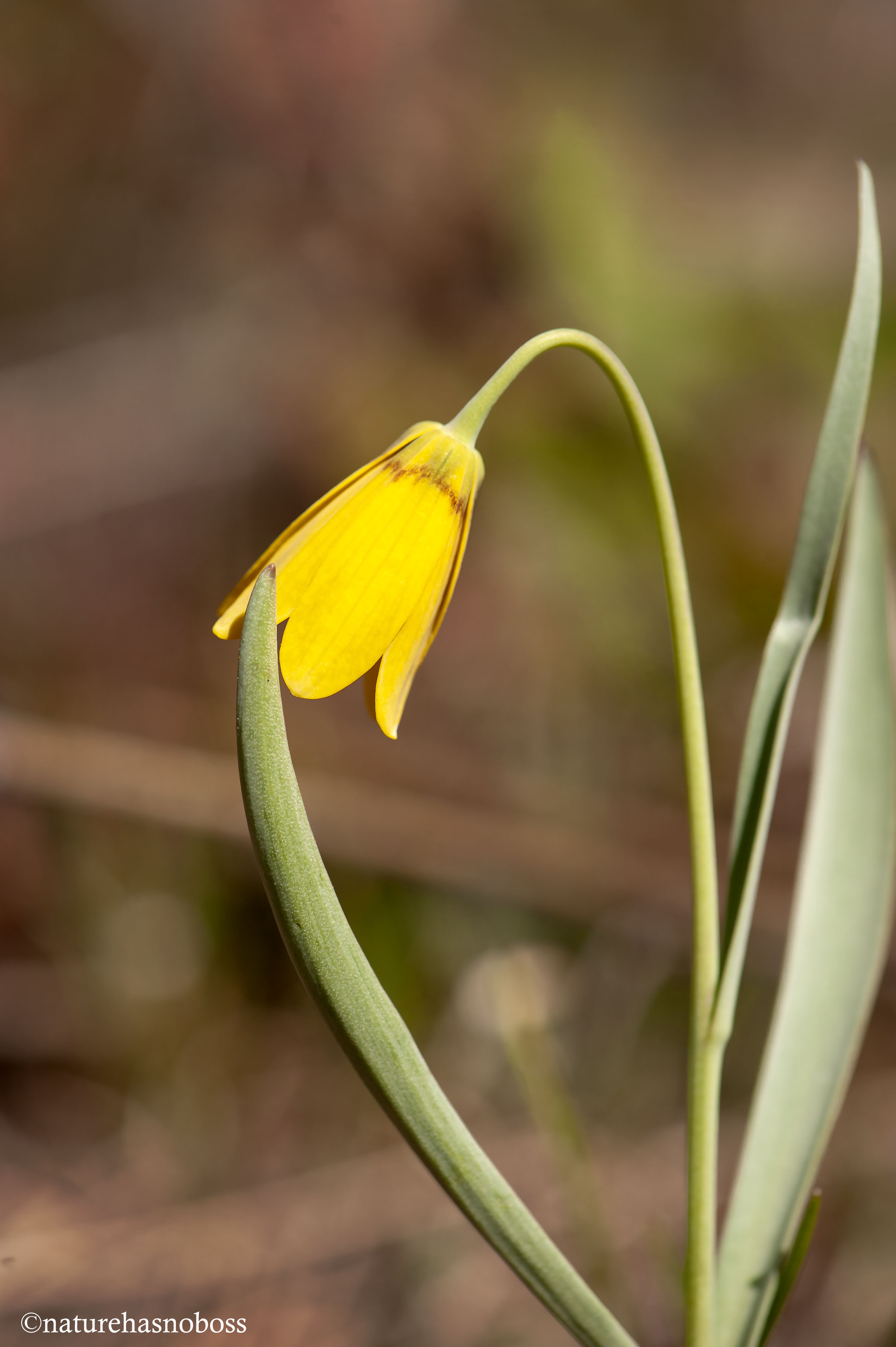 Yellow Bells: Fritillaria pudica – nature has no boss