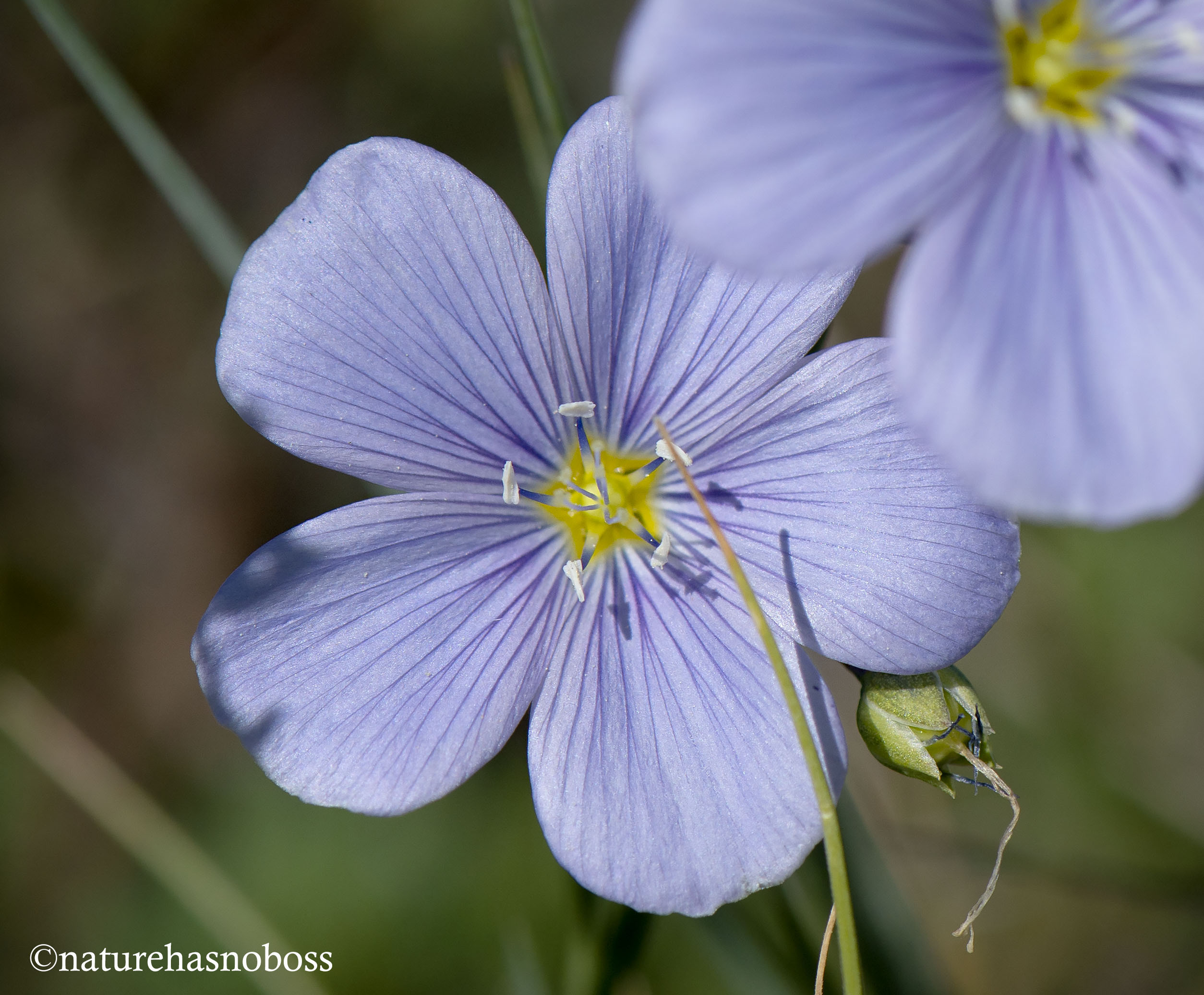 Wild Blue Flax: Linum lewisii – nature has no boss