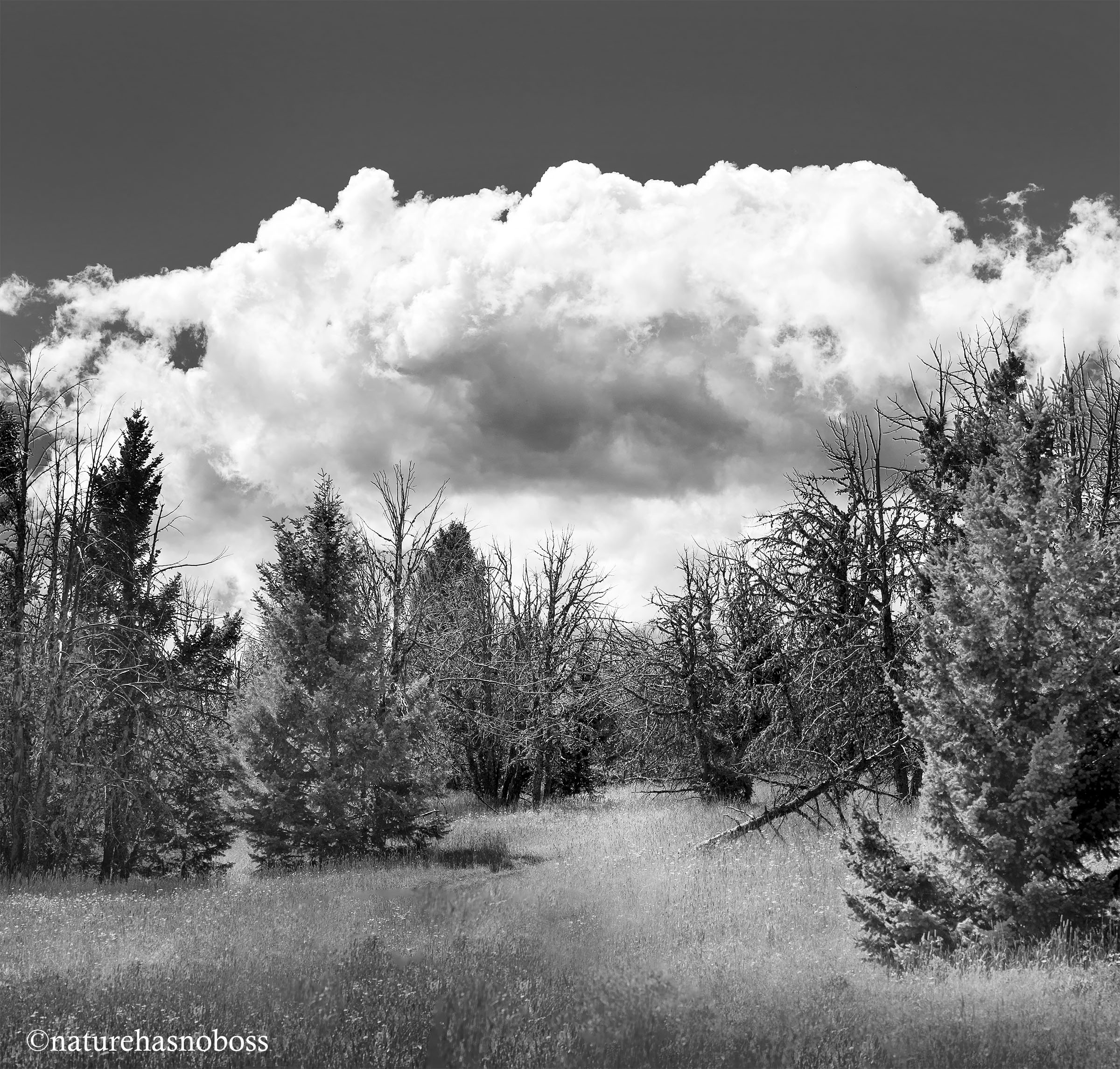 Monotone – nature has no boss